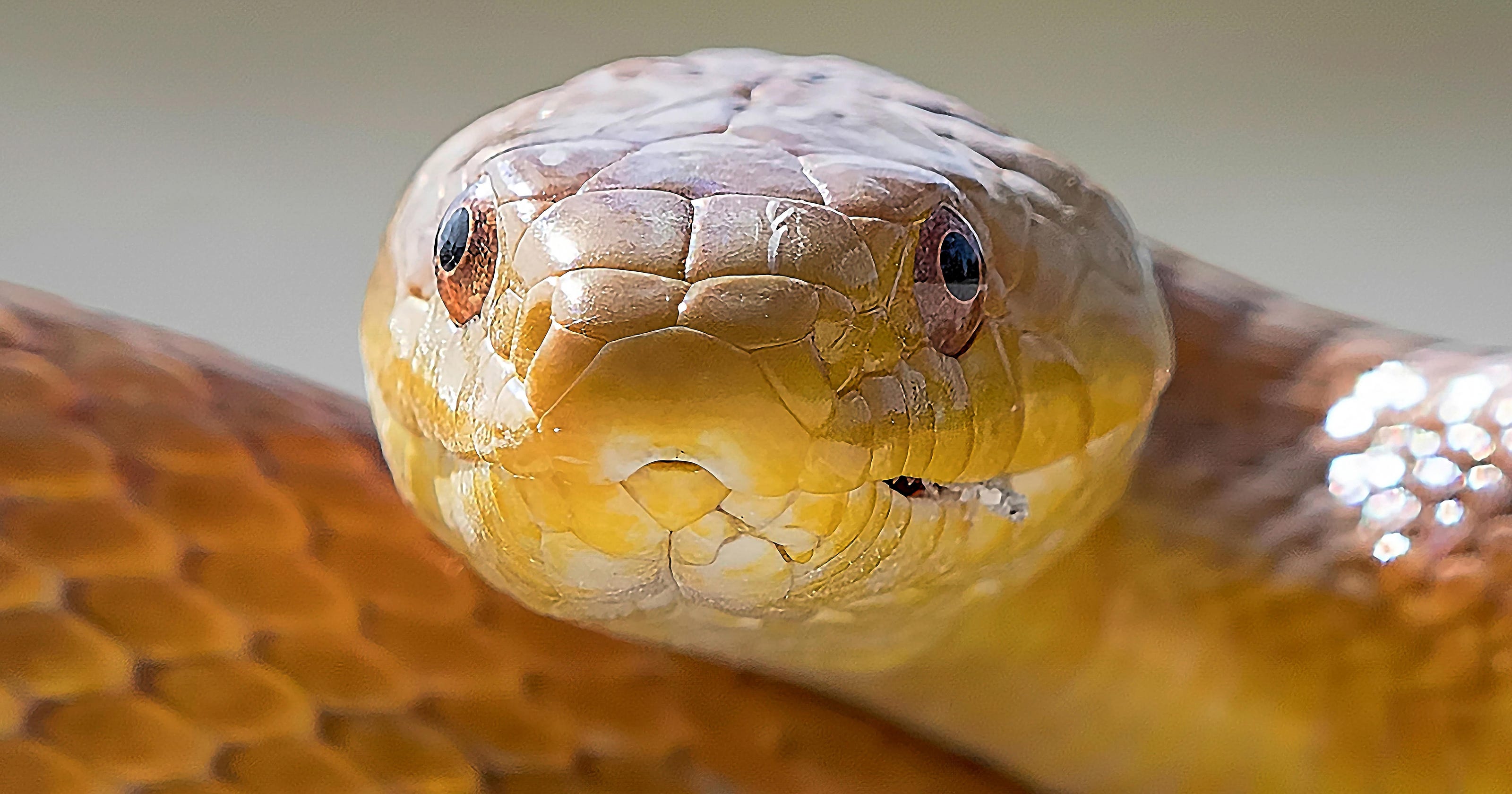OPINION: Endangered corn snakes need a head start