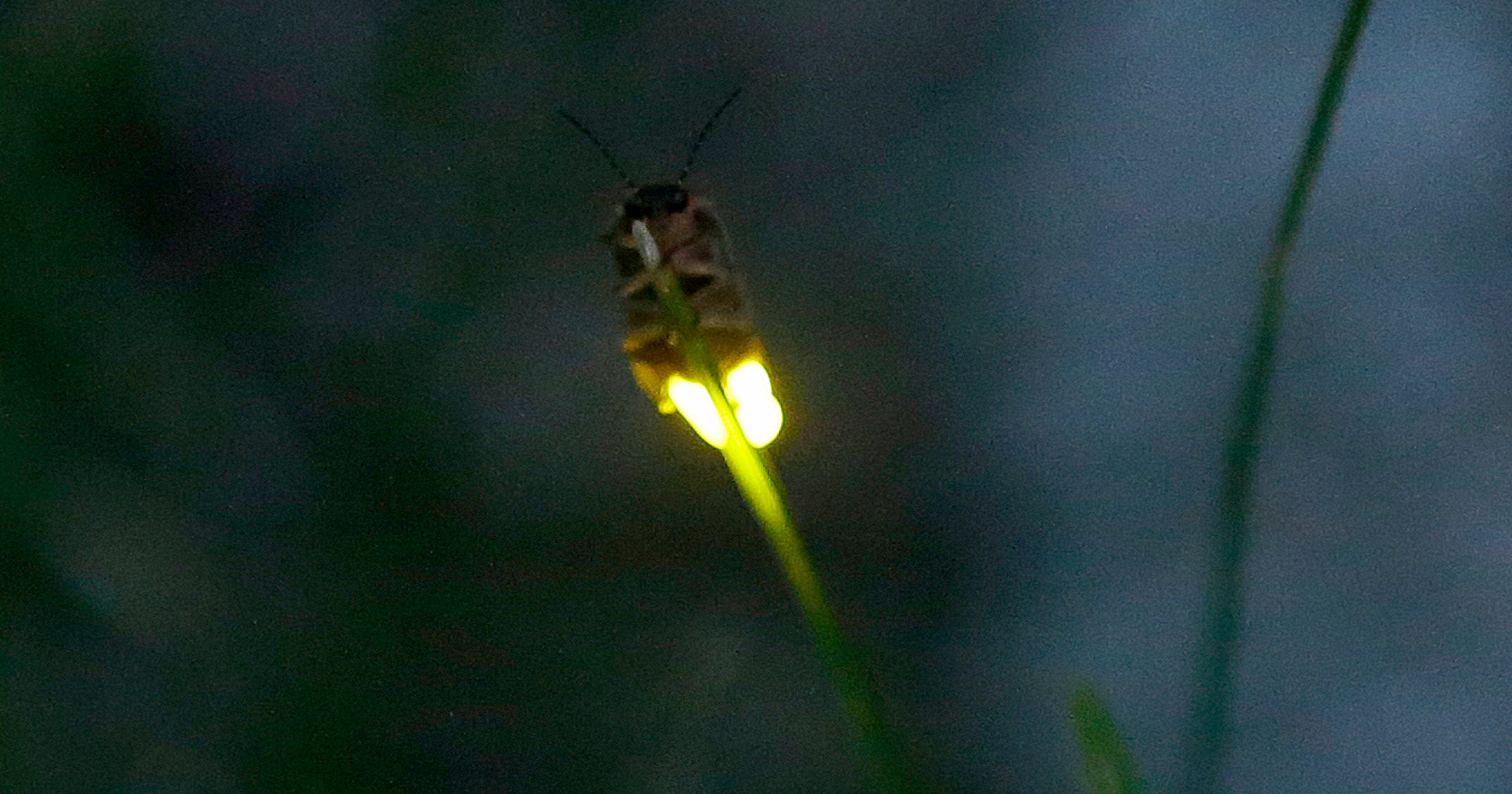 Are fewer fireflies are lighting up the skies?
