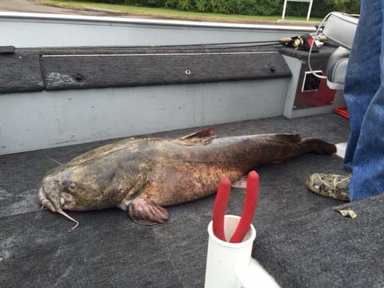 Giant catfish caught on Lake Wisconsin