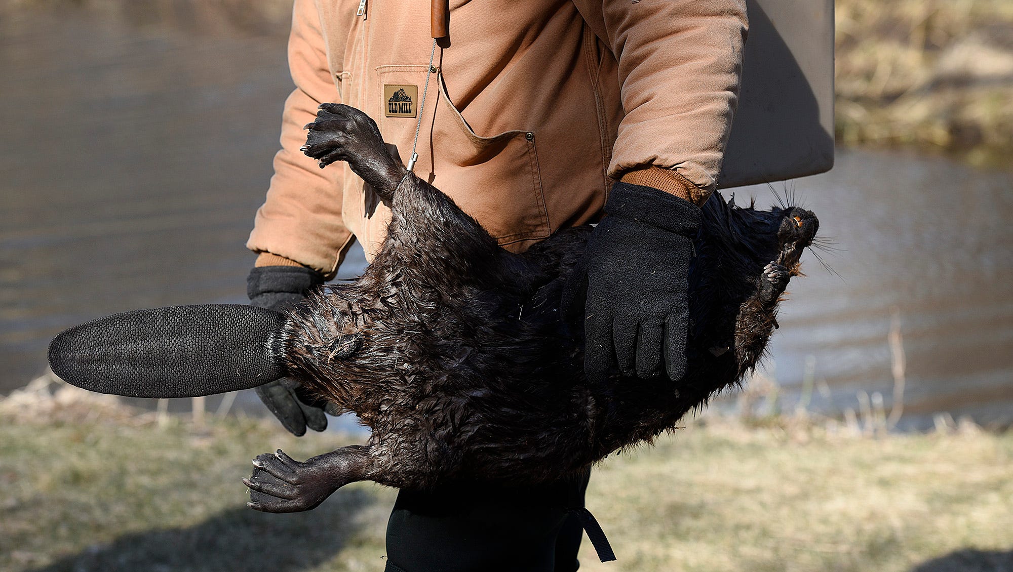 Beaver trapping in an age when fur is out of fashion