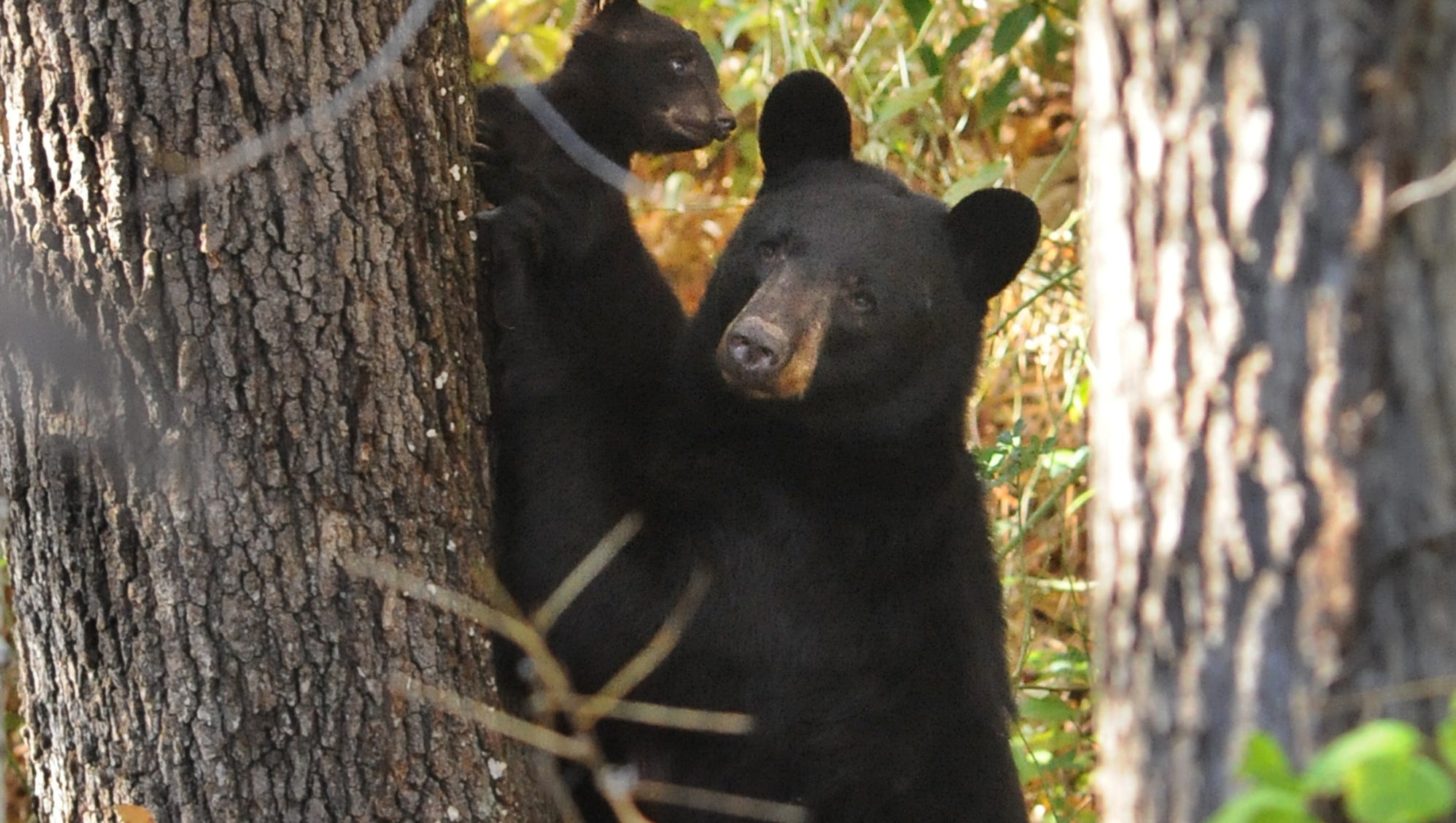 Black bear activity rising in Bent Creek, Forest Service rangers warn