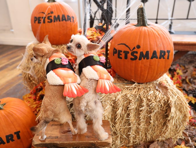 PetSmart's 2017 Halloween costumes for pets