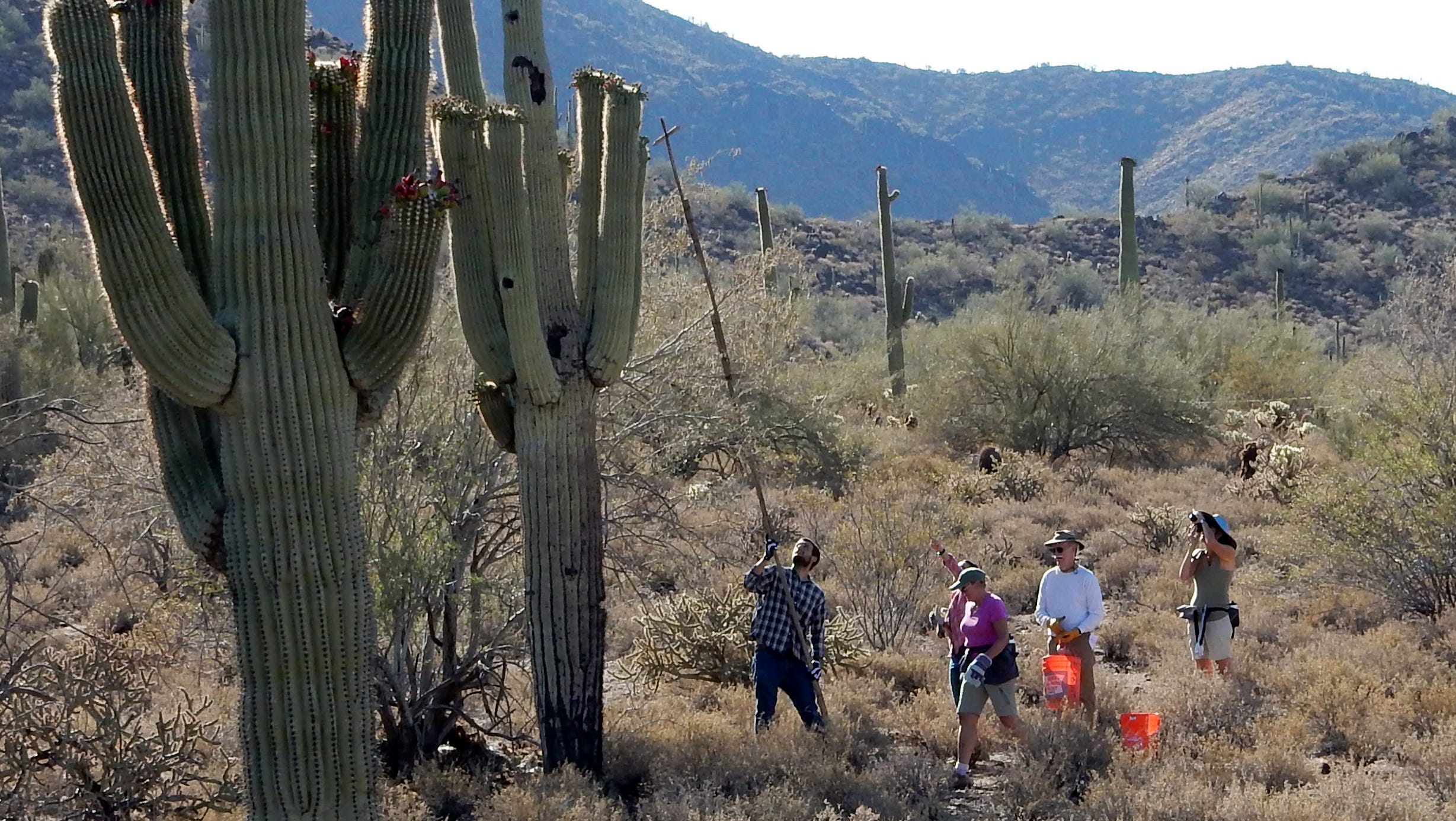 Saguaro-fruit harvest carries on Arizona tribal tradition