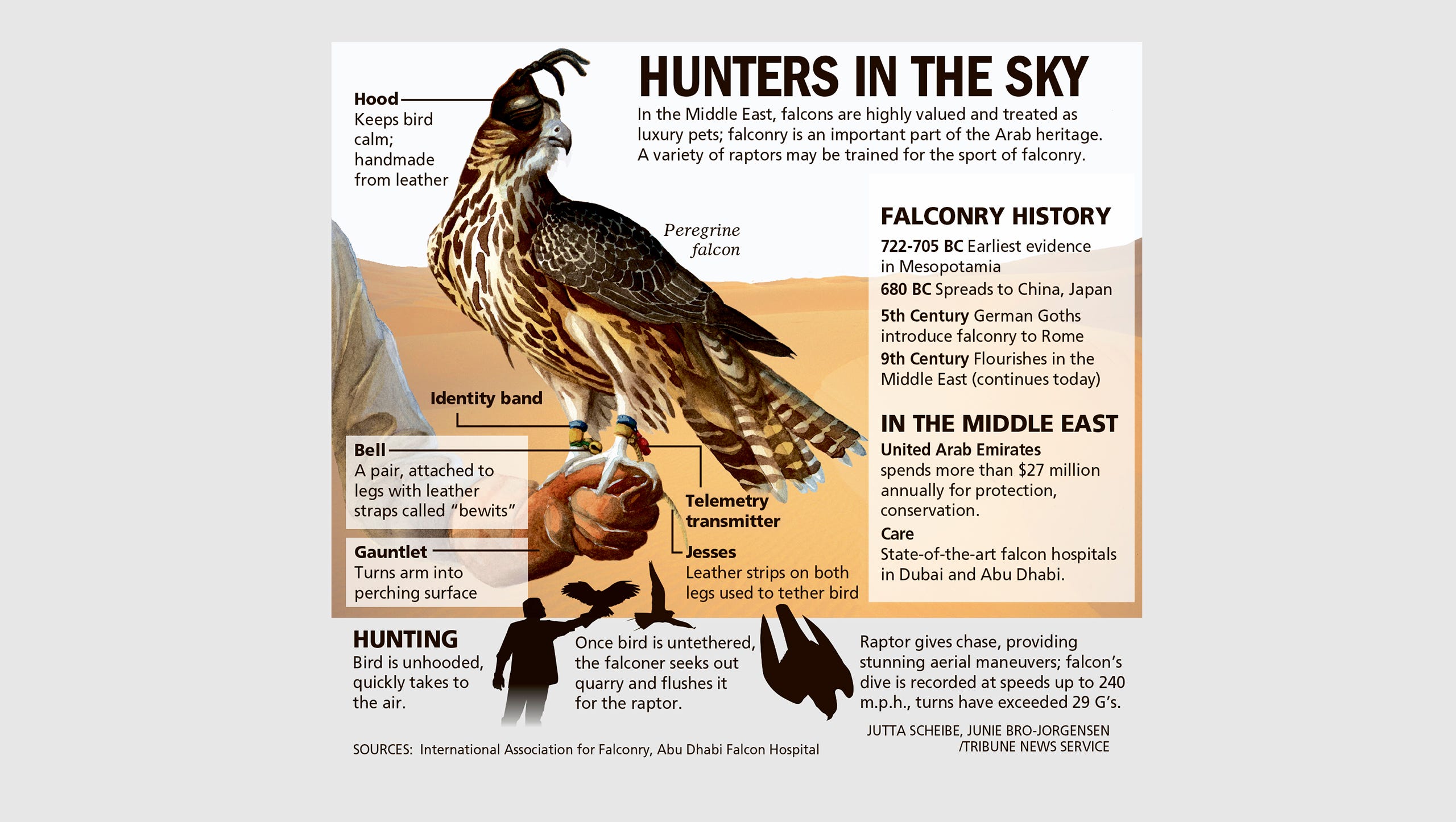 Rare breed of hunters use falconry to take down prey