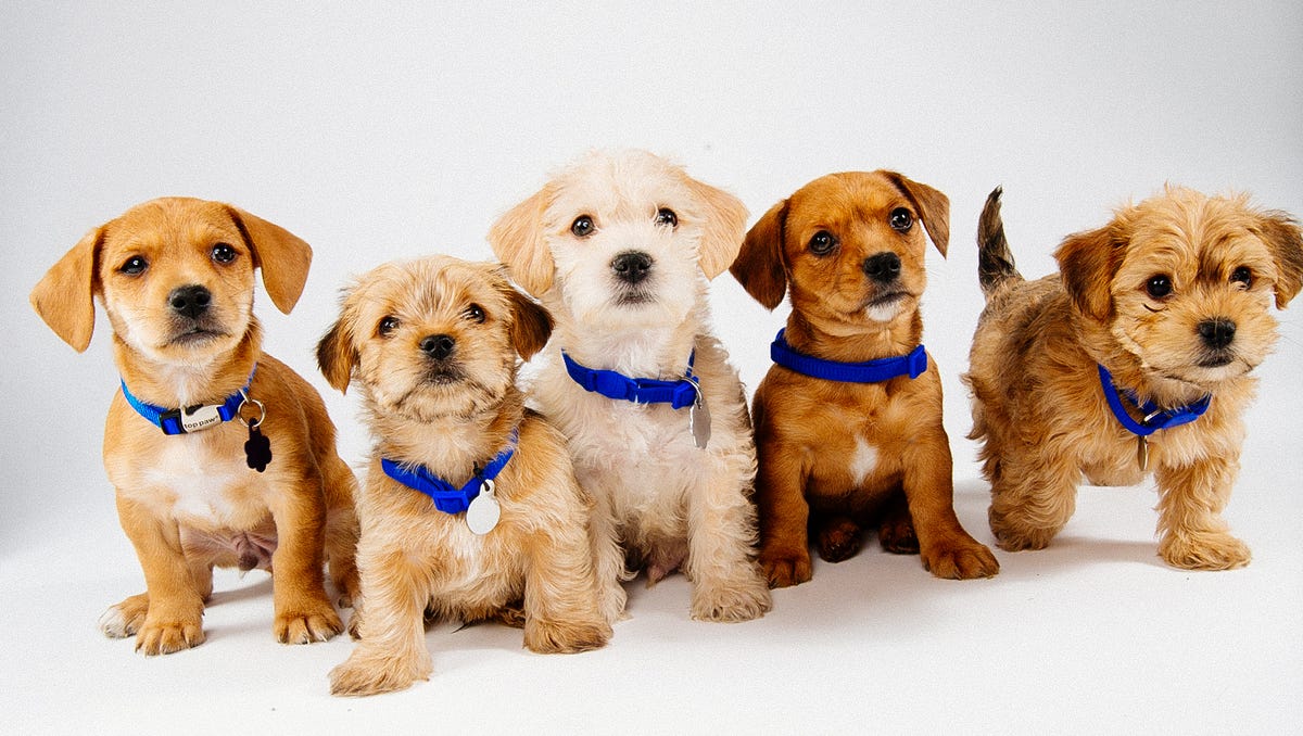 Meet the adorable, furry stars of the new Shelter Pet Project campaign