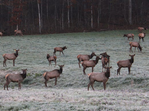 Missouri elk herd growing; first hunt might happen in 2020