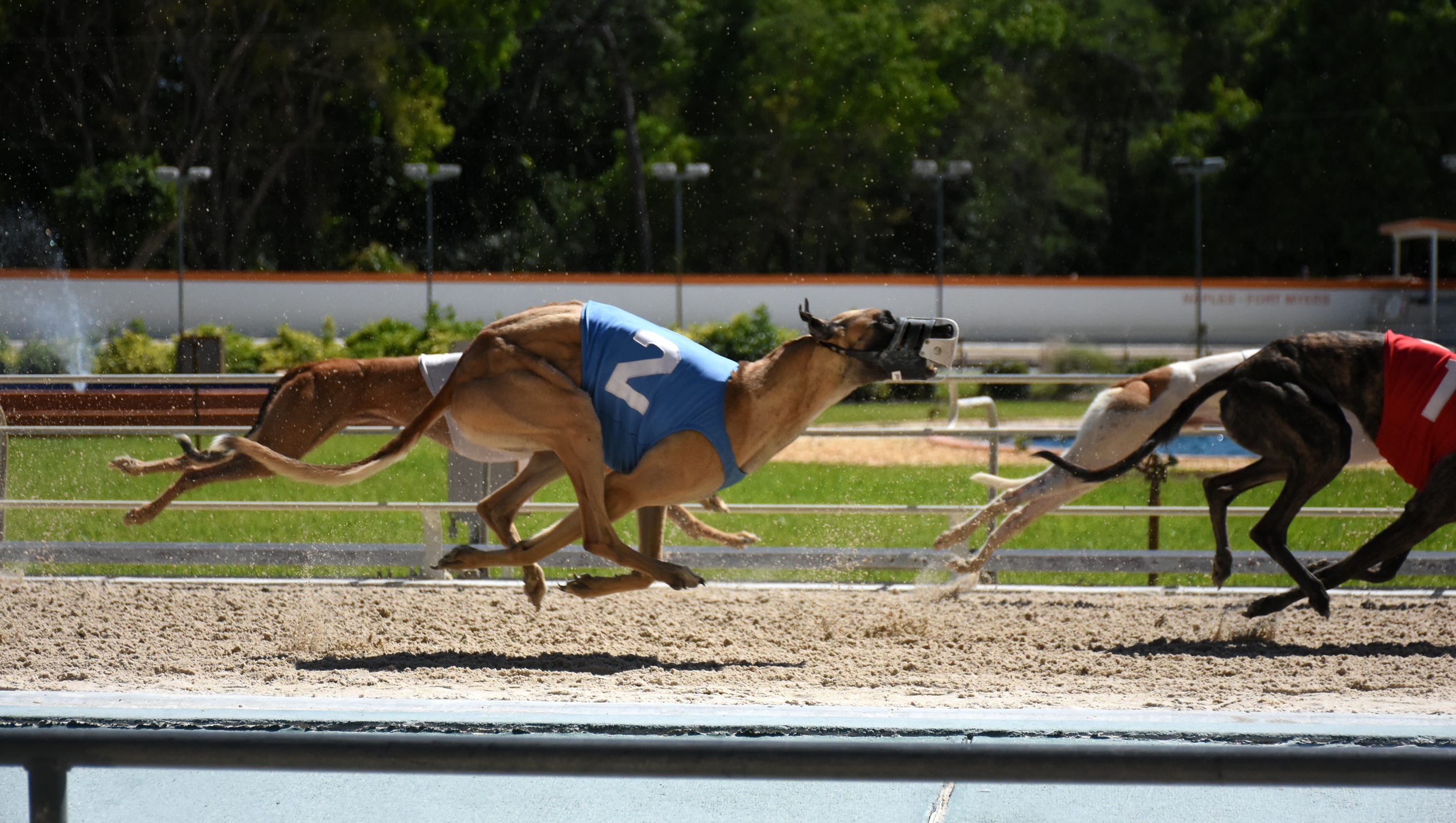 Why Is Greyhound Racing So Cruel