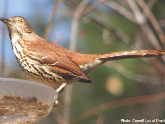 Get to know the brown thrasher