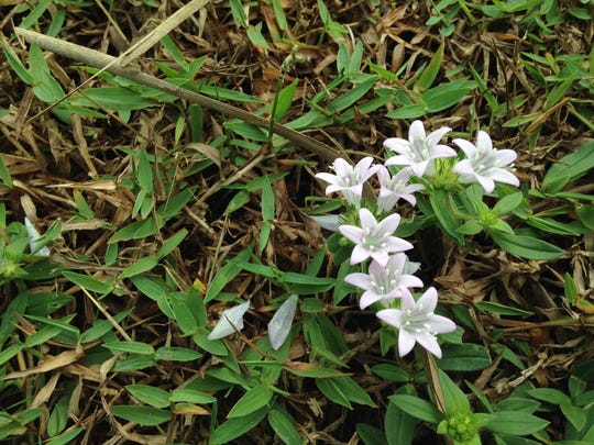 Gardening: Florida snow is beginning to bloom
