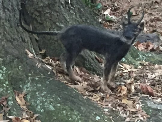 Johnson: Do you believe in the Ozark Howler?