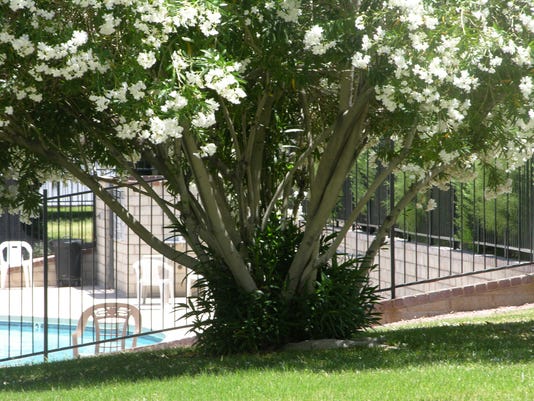 Here's how to turn oleanders into trees