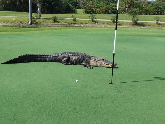 If an alligator ate my golf ball, how do I score it?