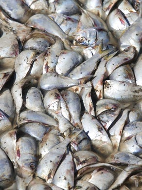 Fish kill on Waackaack Creek, Keansburg