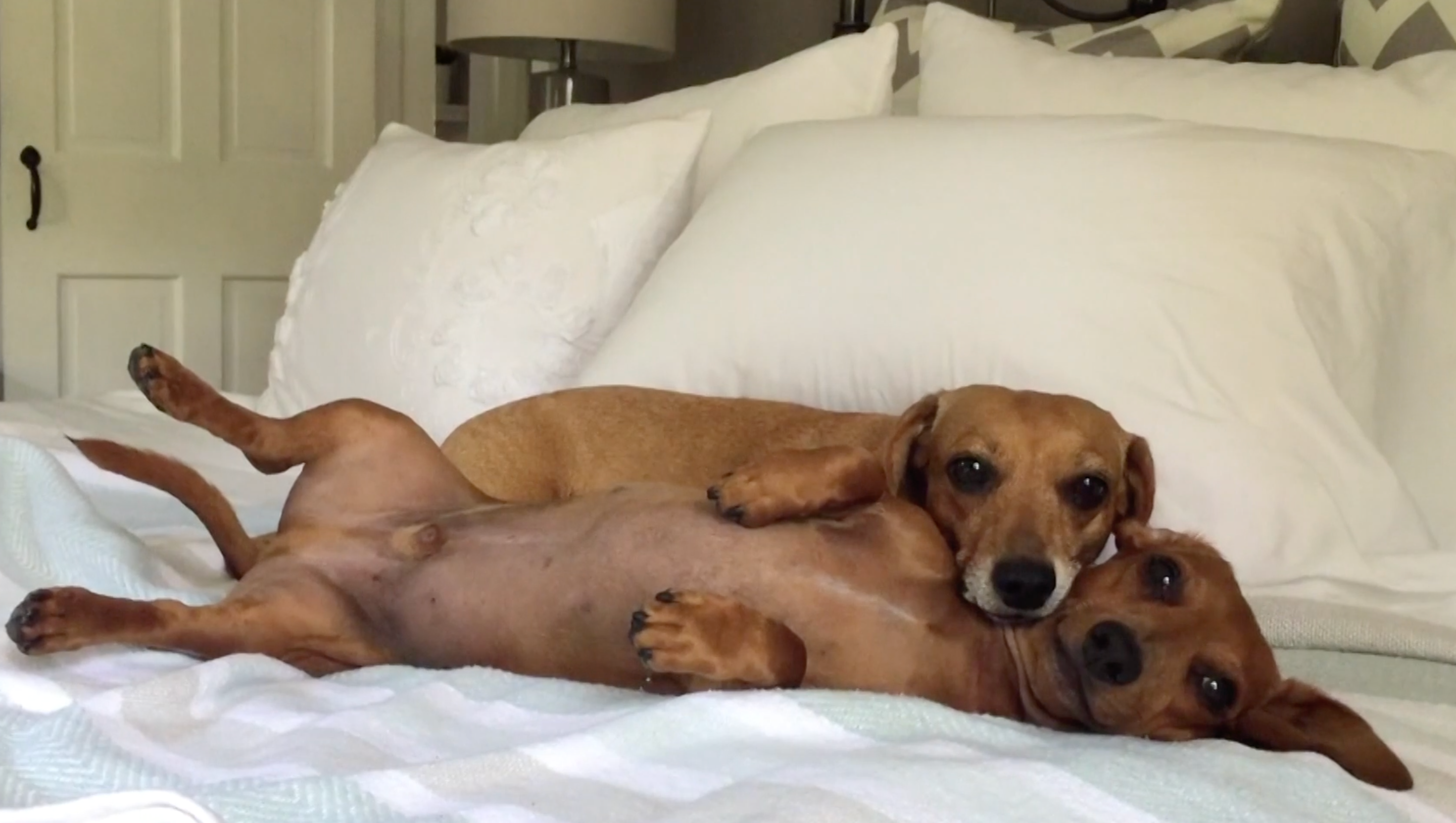 Don't even think about waking up these sleepy animals