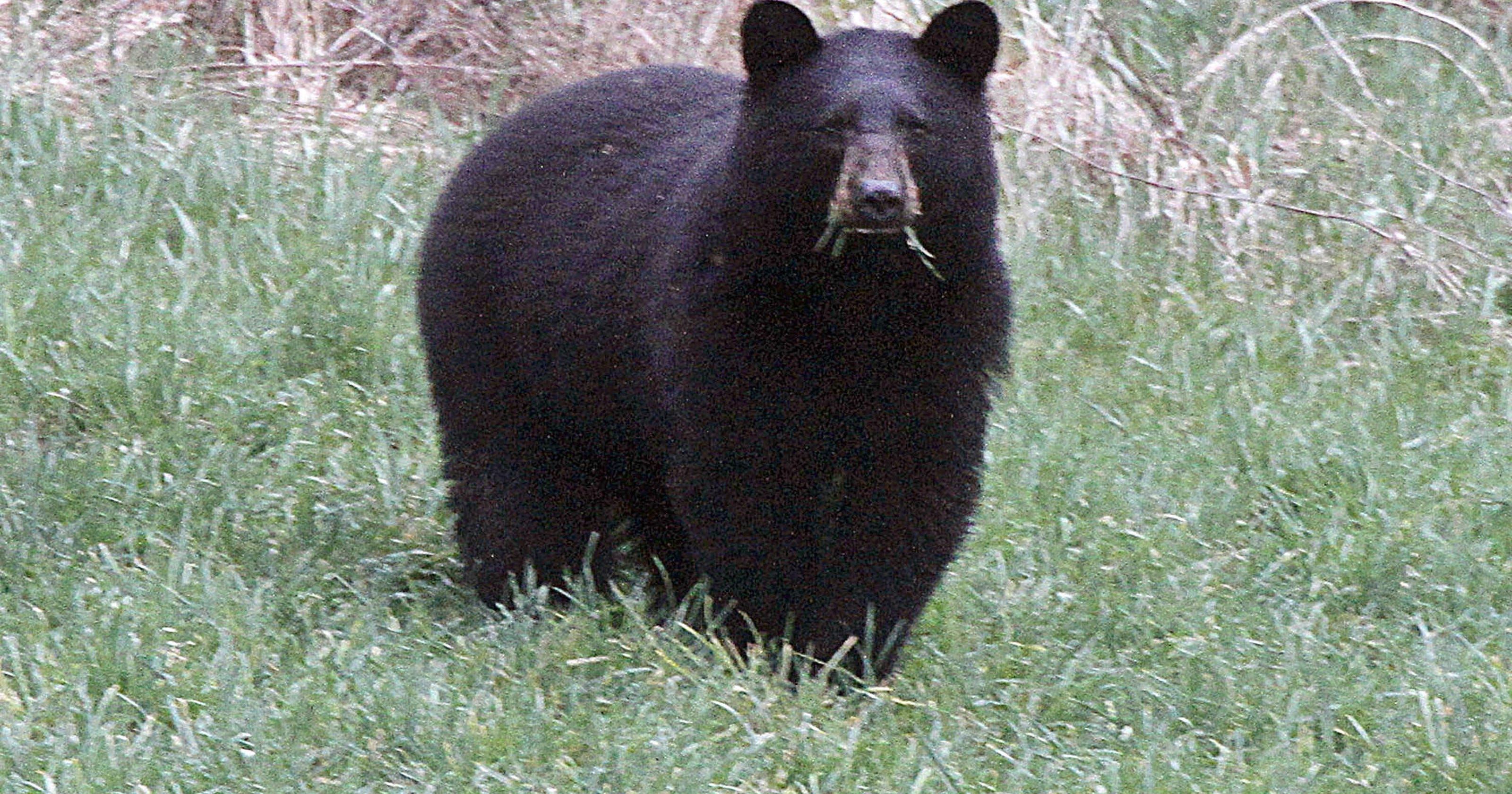 Multiple black bear sightings in South Burlington
