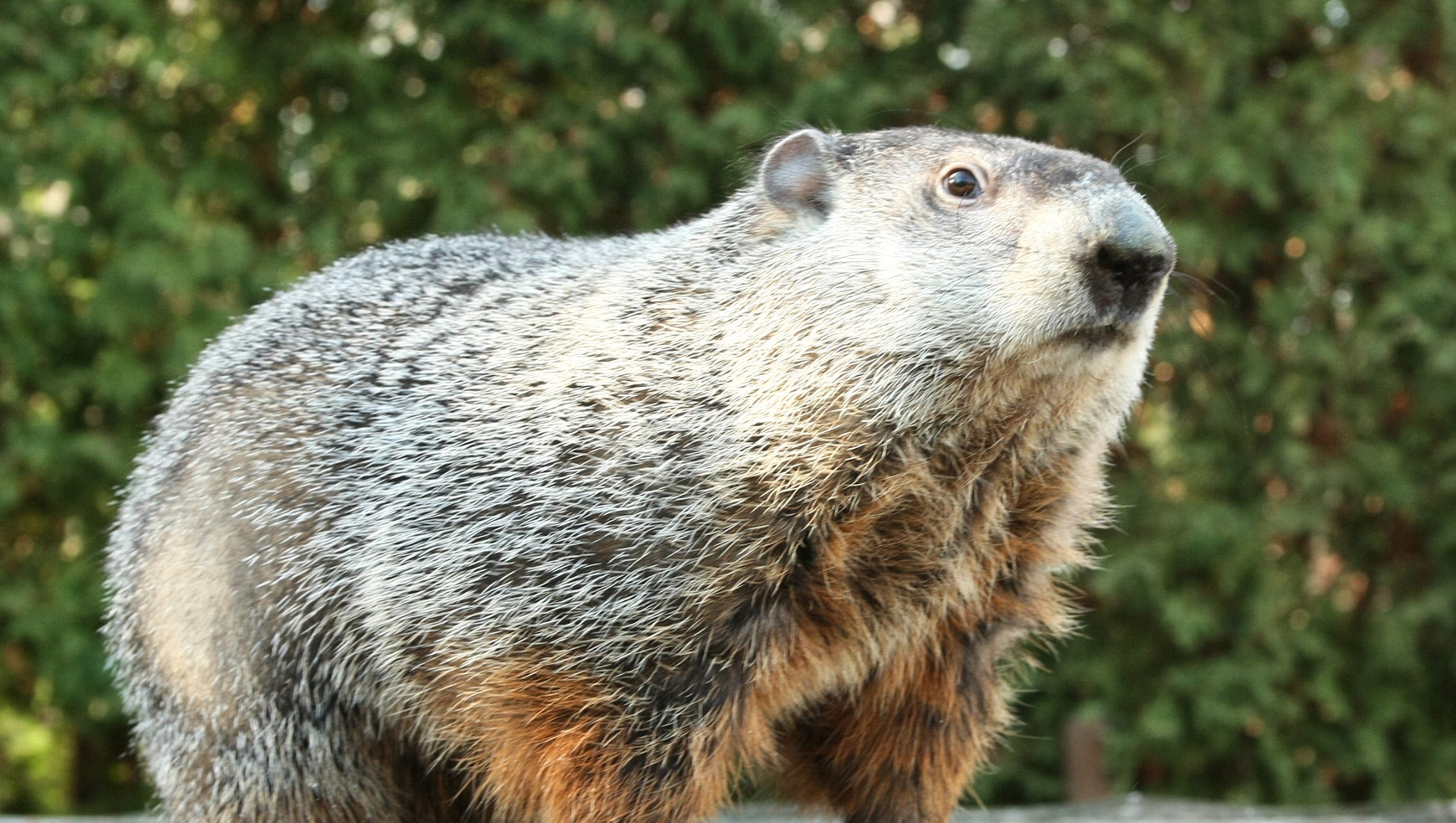 What's the deal with Punxsutawney Phil?