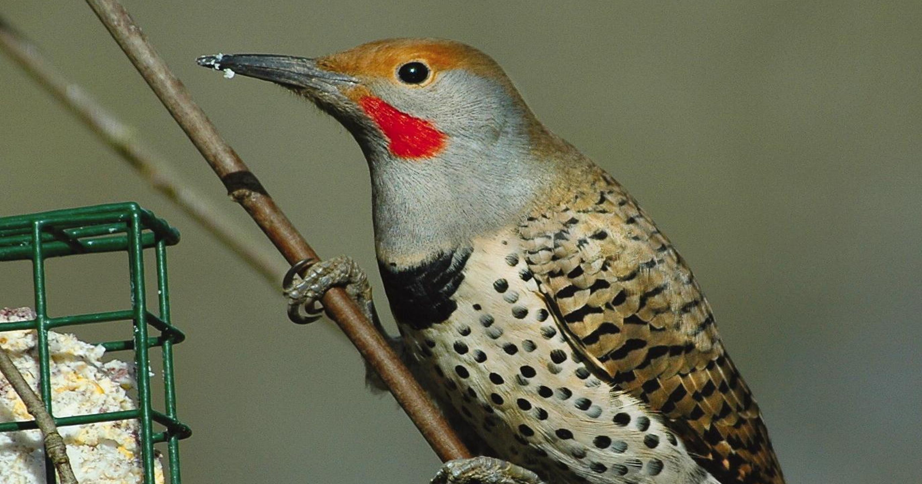 9 fast facts about songbirds