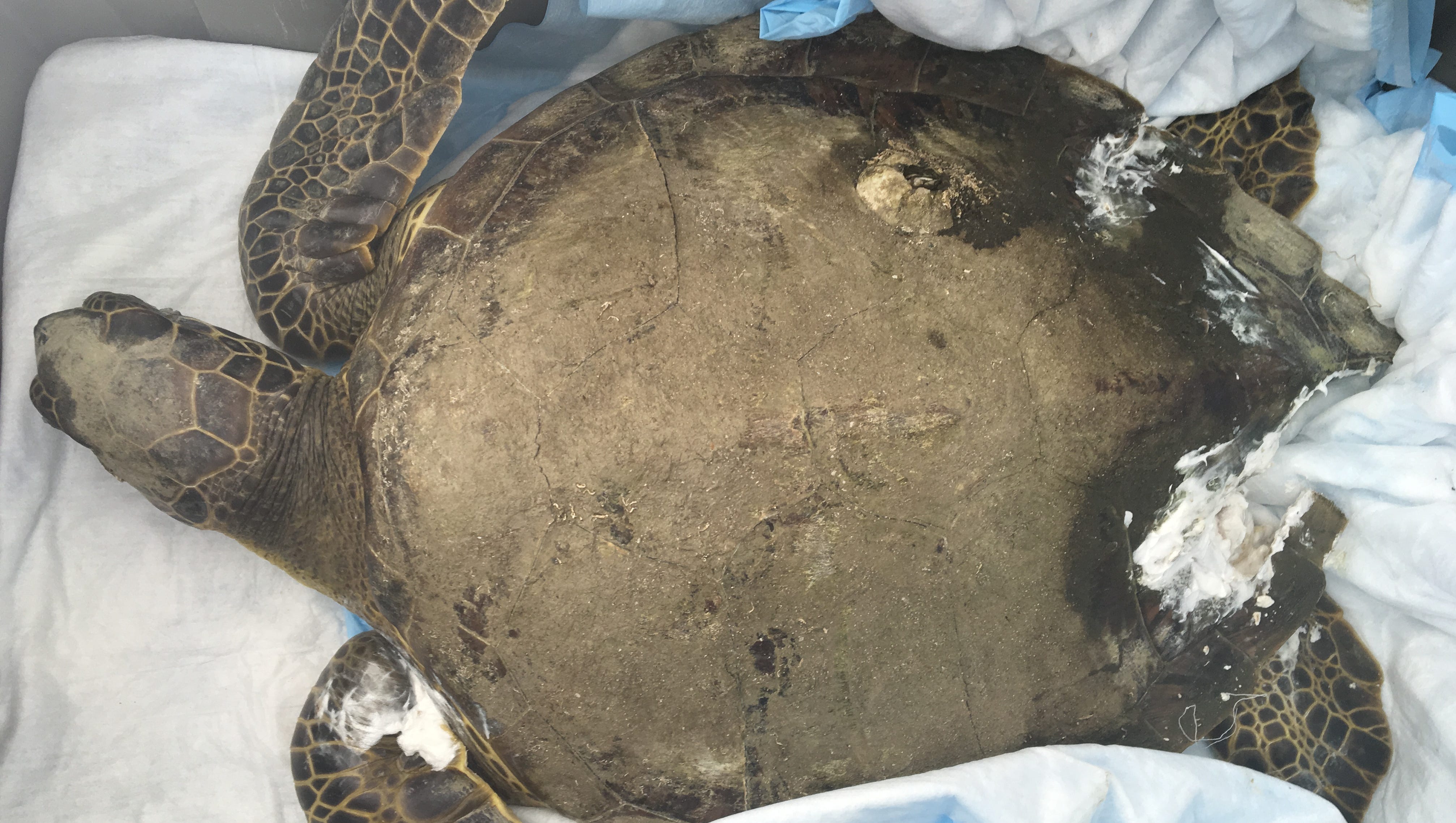 Navarre Beach Sea Turtle Conservation Center welcomes Sweet Pea