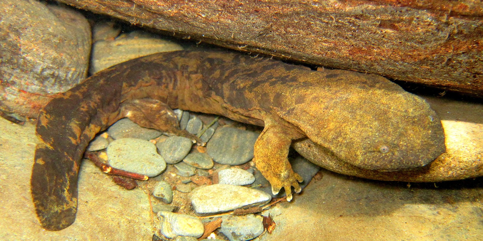 Help the hellbenders: Don't move the rocks