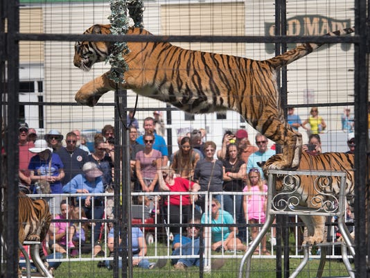 York Fair tiger act: Spectacle, cruel or educational?