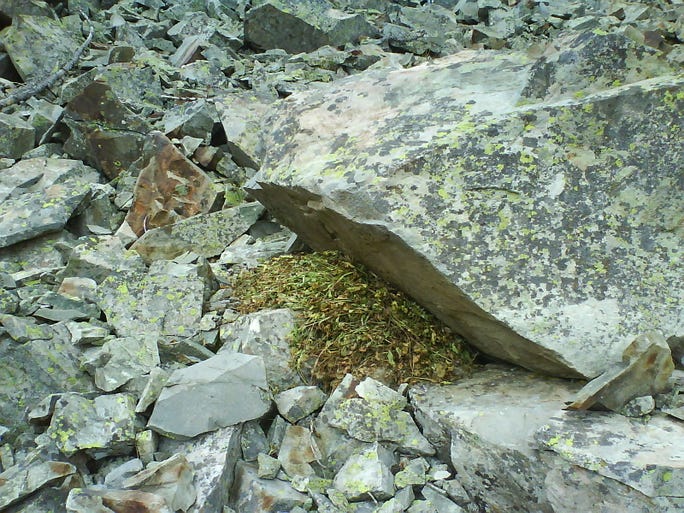 This is the first lli pika seen in 20 years, it was spotted in China's ...