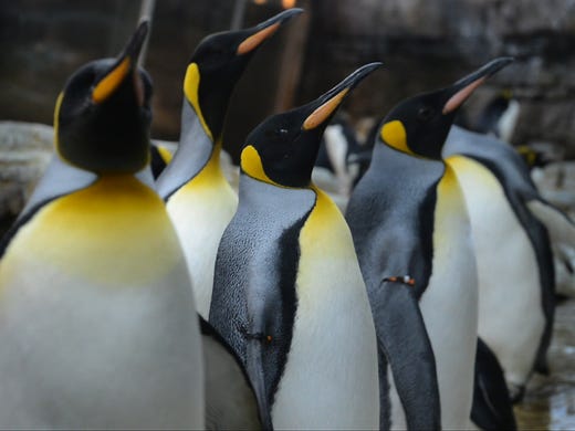 Detroit Zoo penguins march to new home
