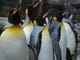 Detroit Zoo penguins march to new home