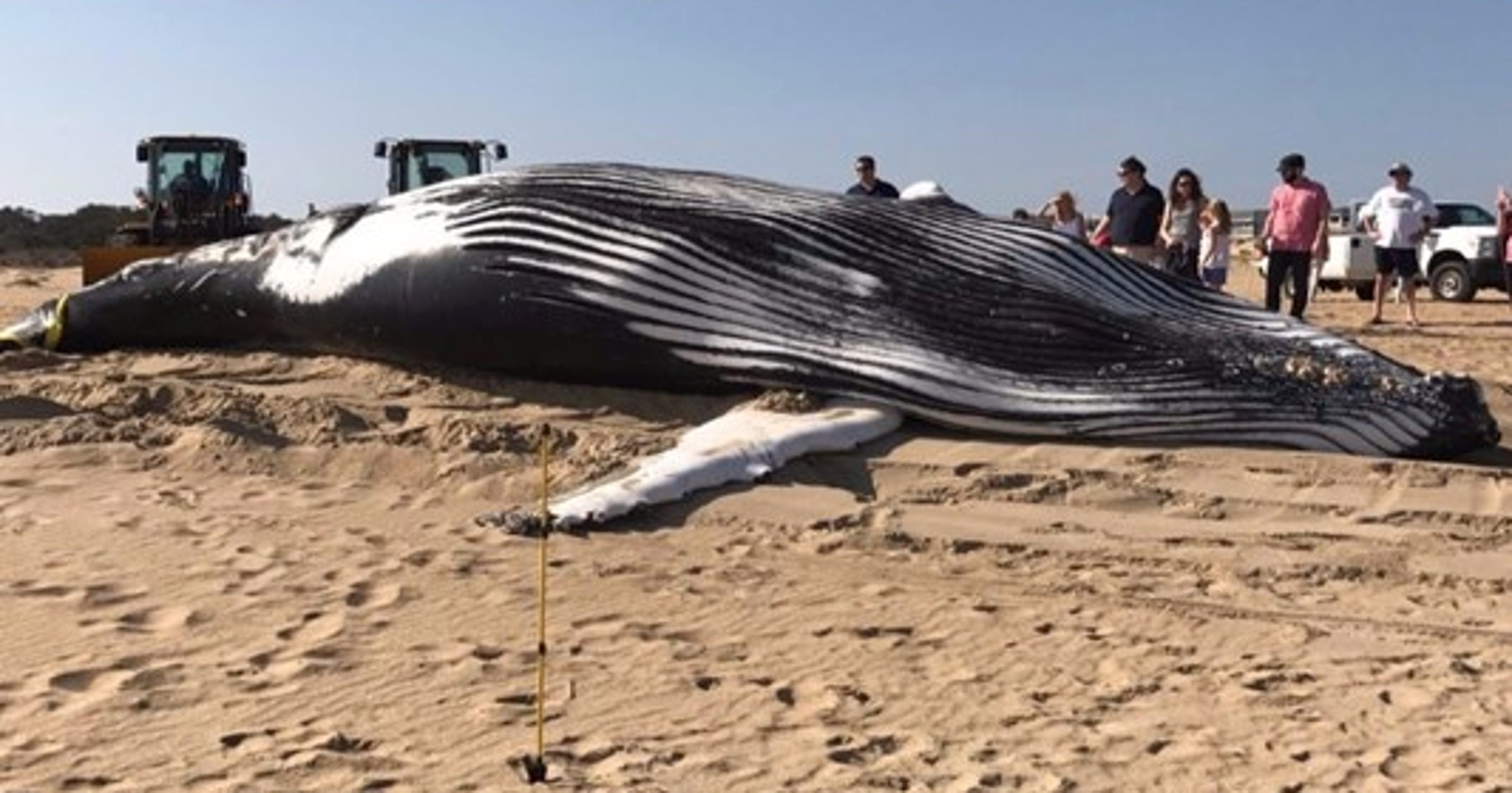 Third dead whale washes up in Va.