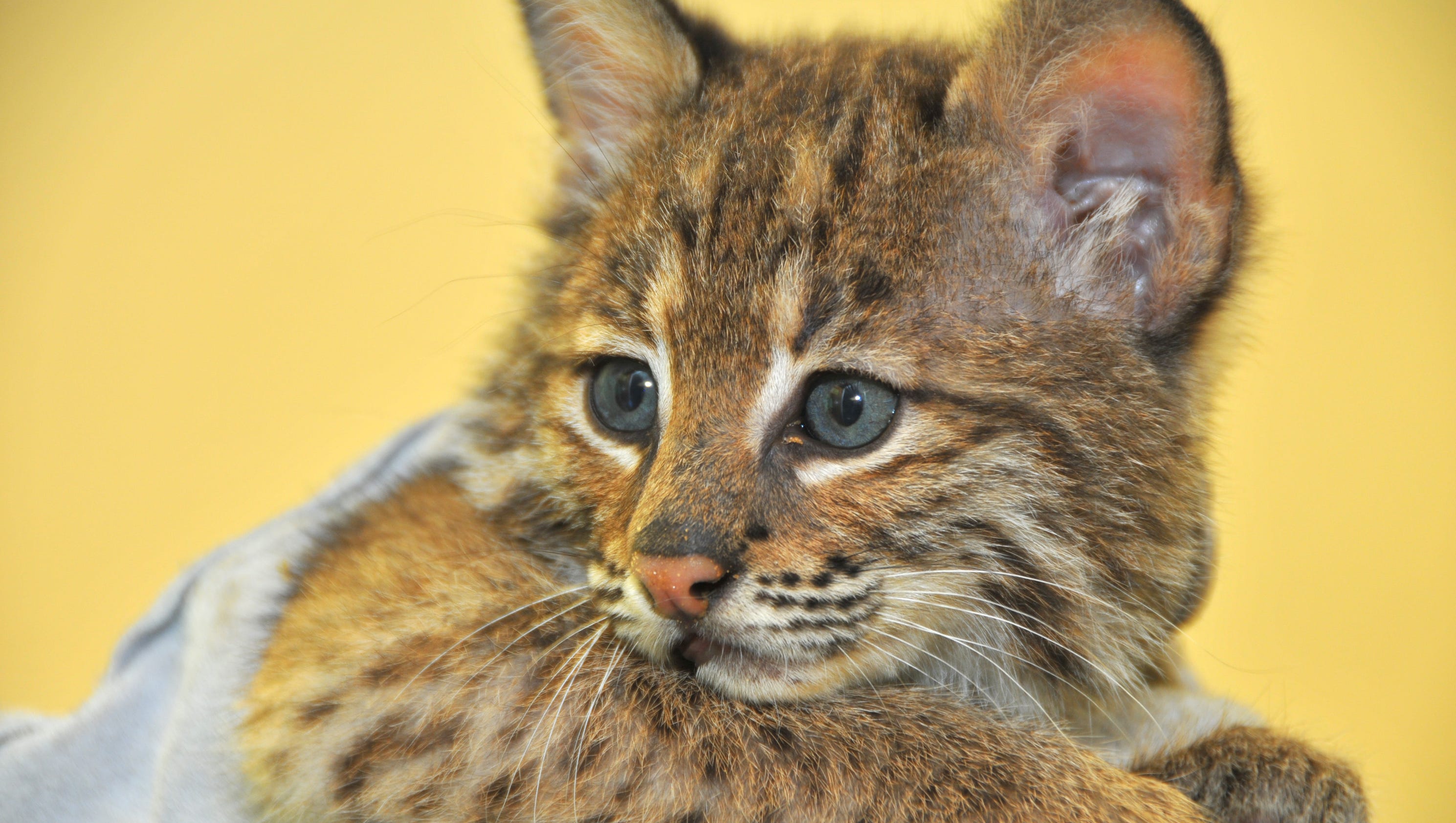 Photos: Young bobcats at Florida Wildlife Hospital
