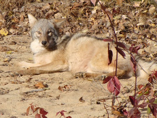 Michigan's mysterious, misunderstood coywolves