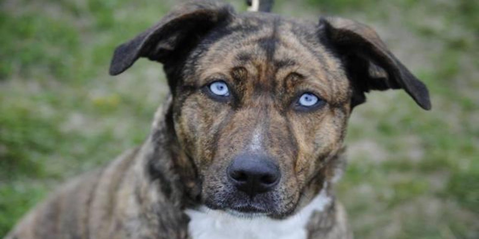 Local pets available for adoption