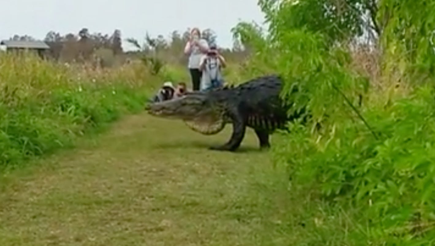 VIDEO: Huge gator spotted ambling along in Polk County park