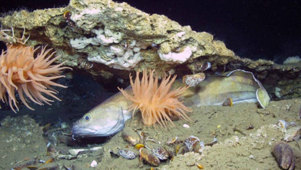 Exploring the Atlantic's hidden ocean canyons
