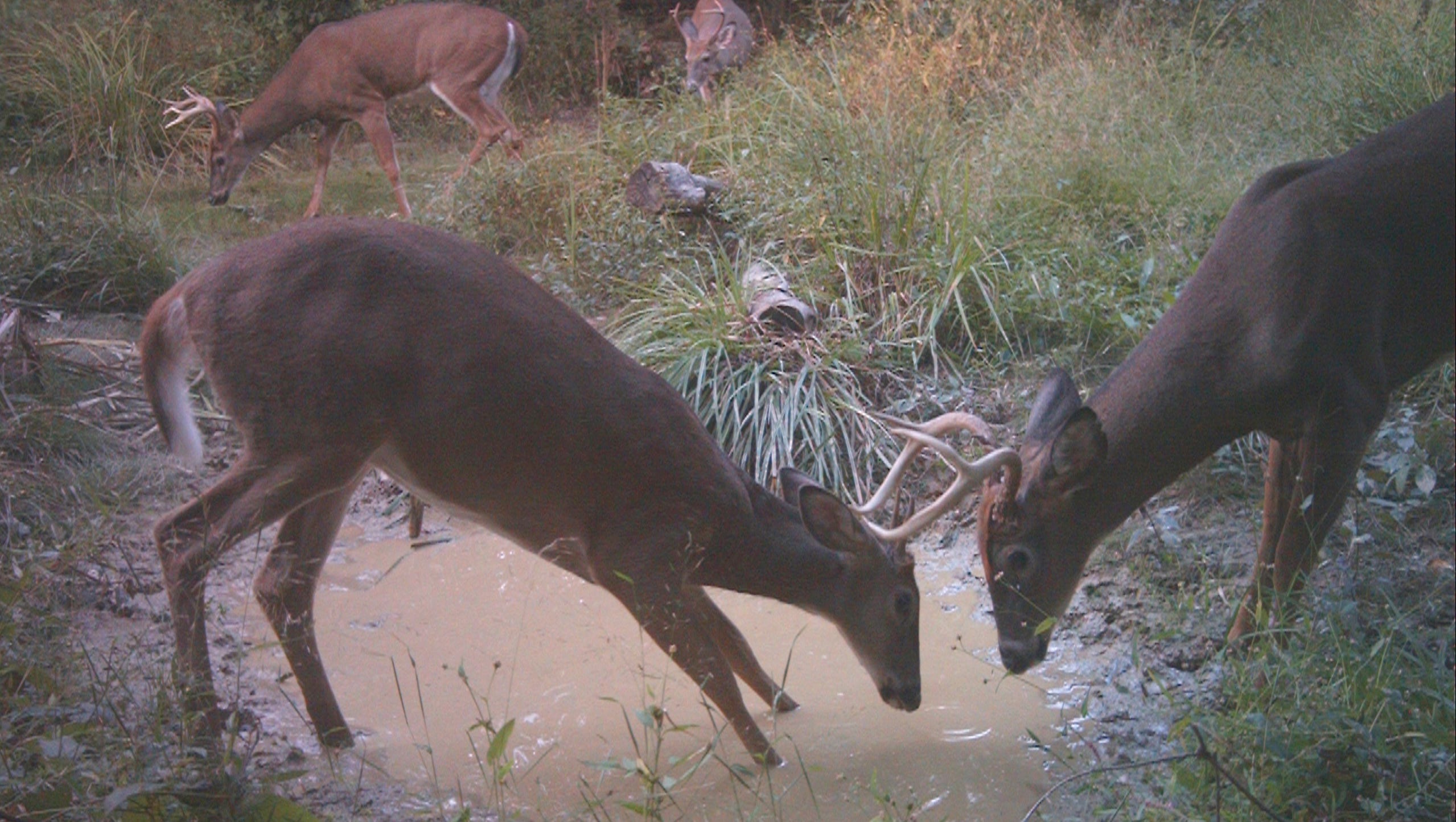 Capturing animals in the wild, trail cam photos