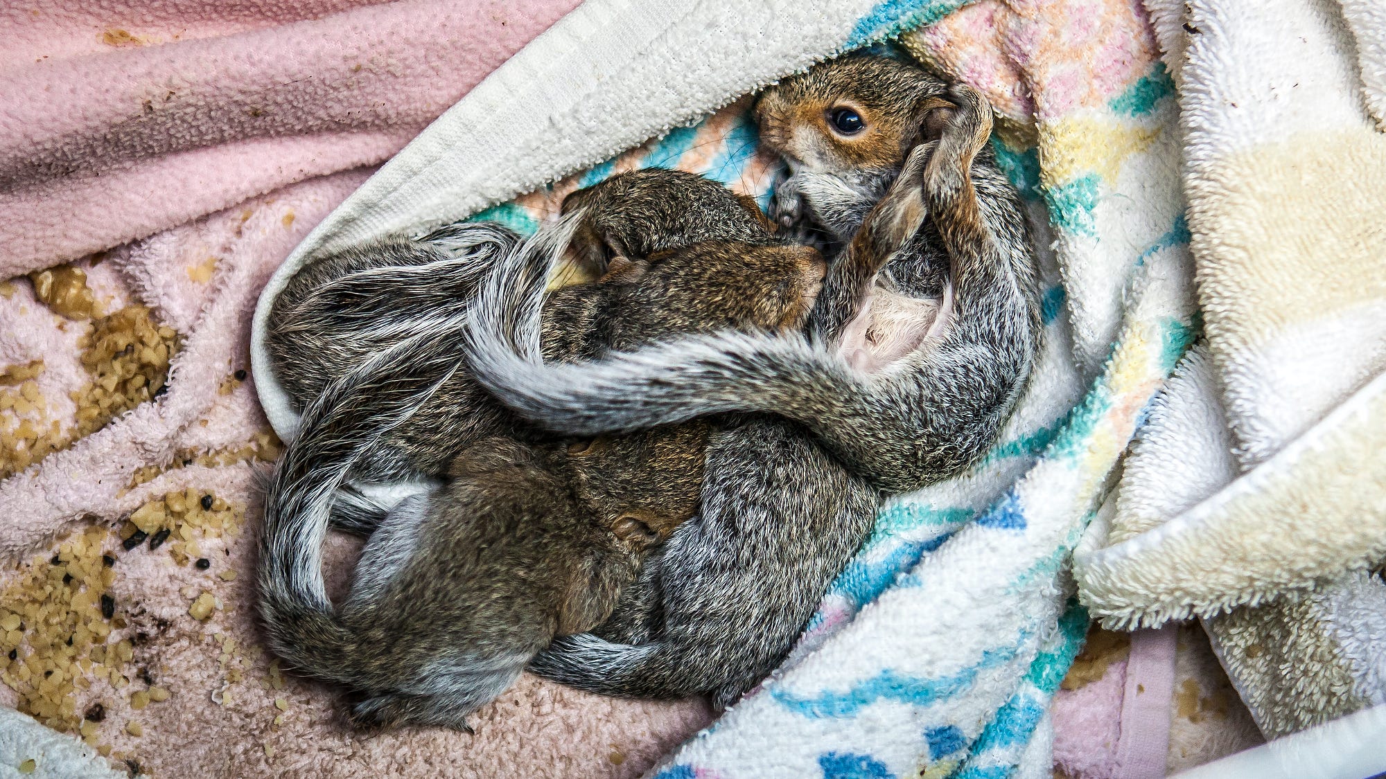 Don't be too quick to rescue wild baby animals