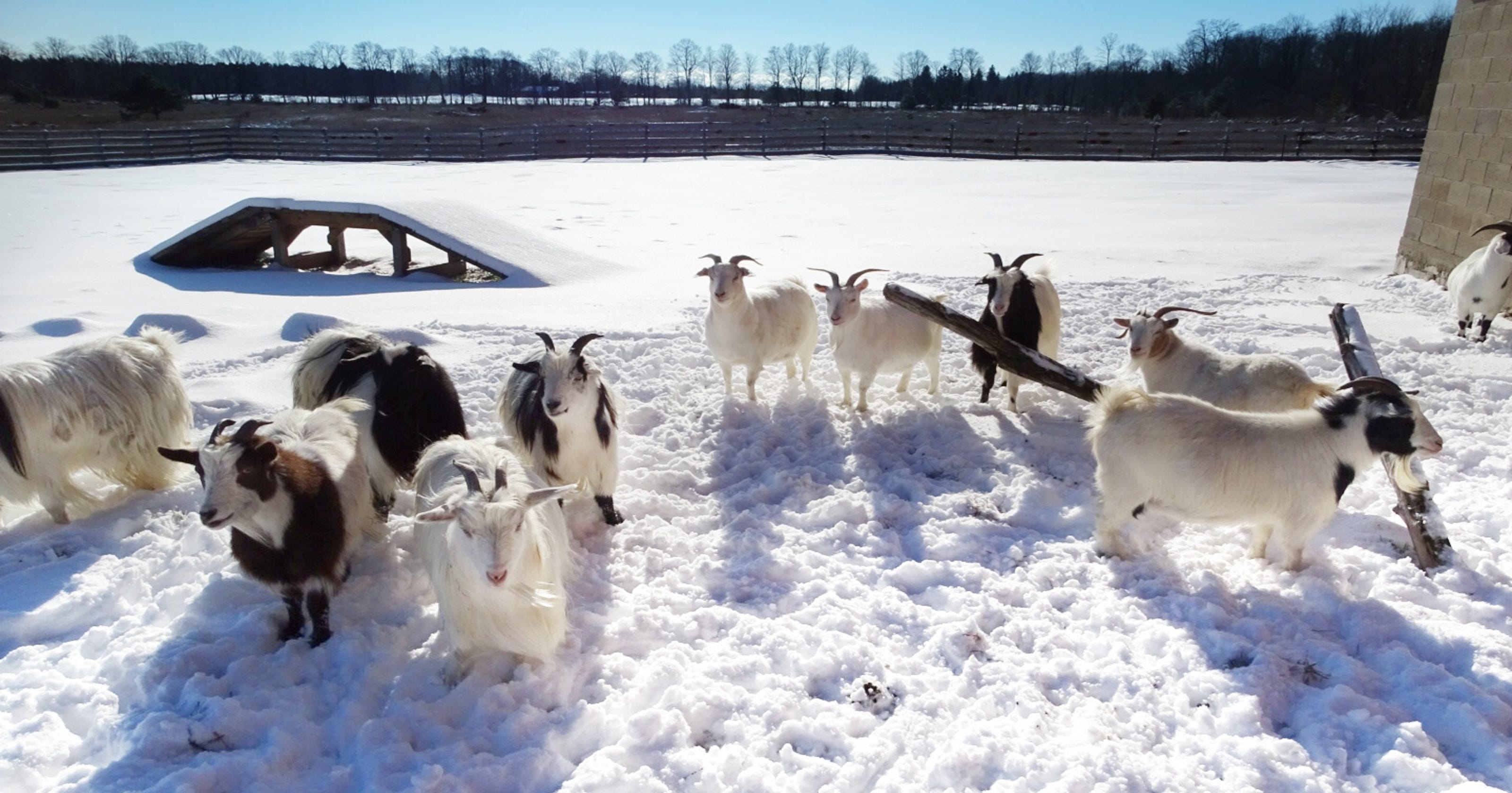 Al Johnson's goats stay in Door County, but products are in stores
