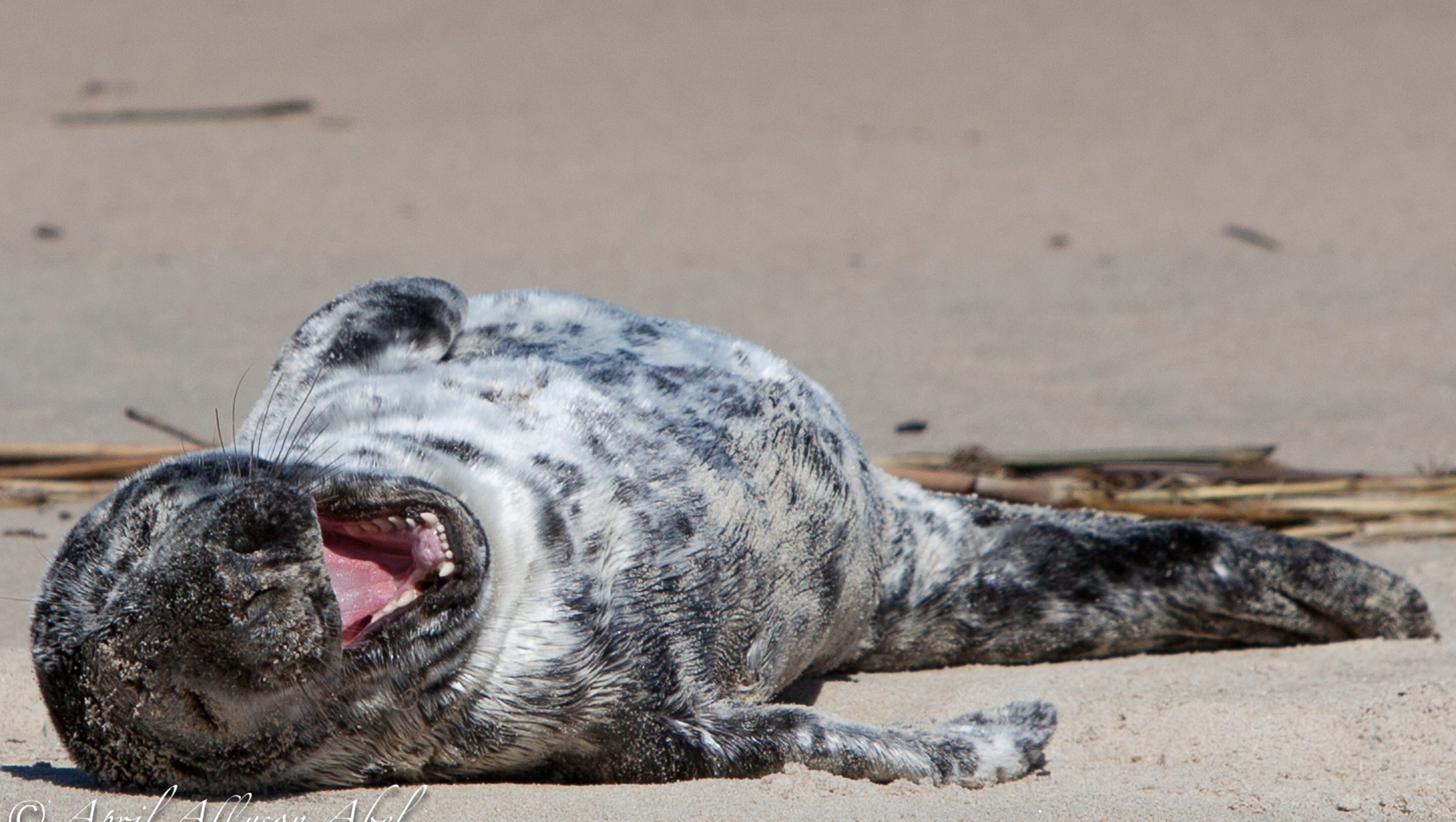Seal pups spotted on Delaware shores