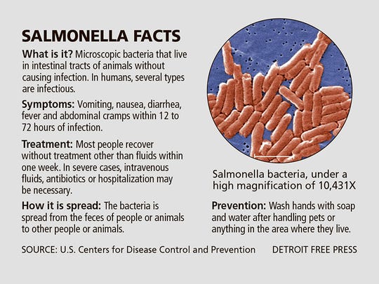 Beware of salmonella when buying live Easter chicks