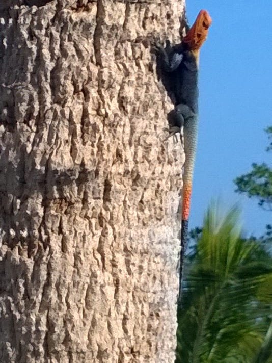 African Redhead Agamas, invasive 'rainbow lizards', spread in Florida