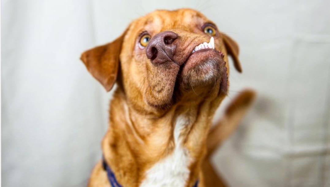 Picasso, dog with deformed face, has 'hundreds' of potential adopters
