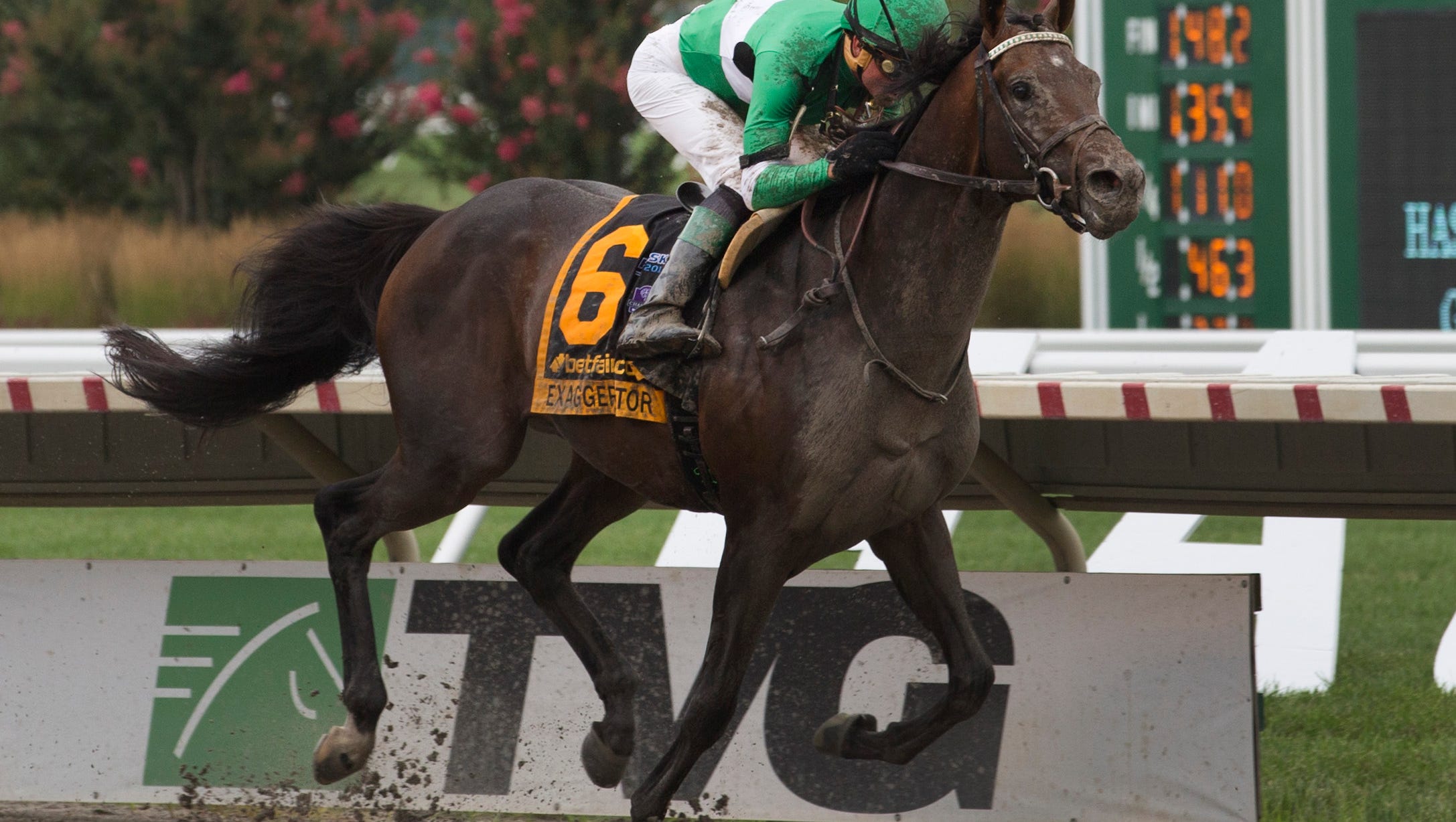 Exaggerator roars to win in Haskell Invitational