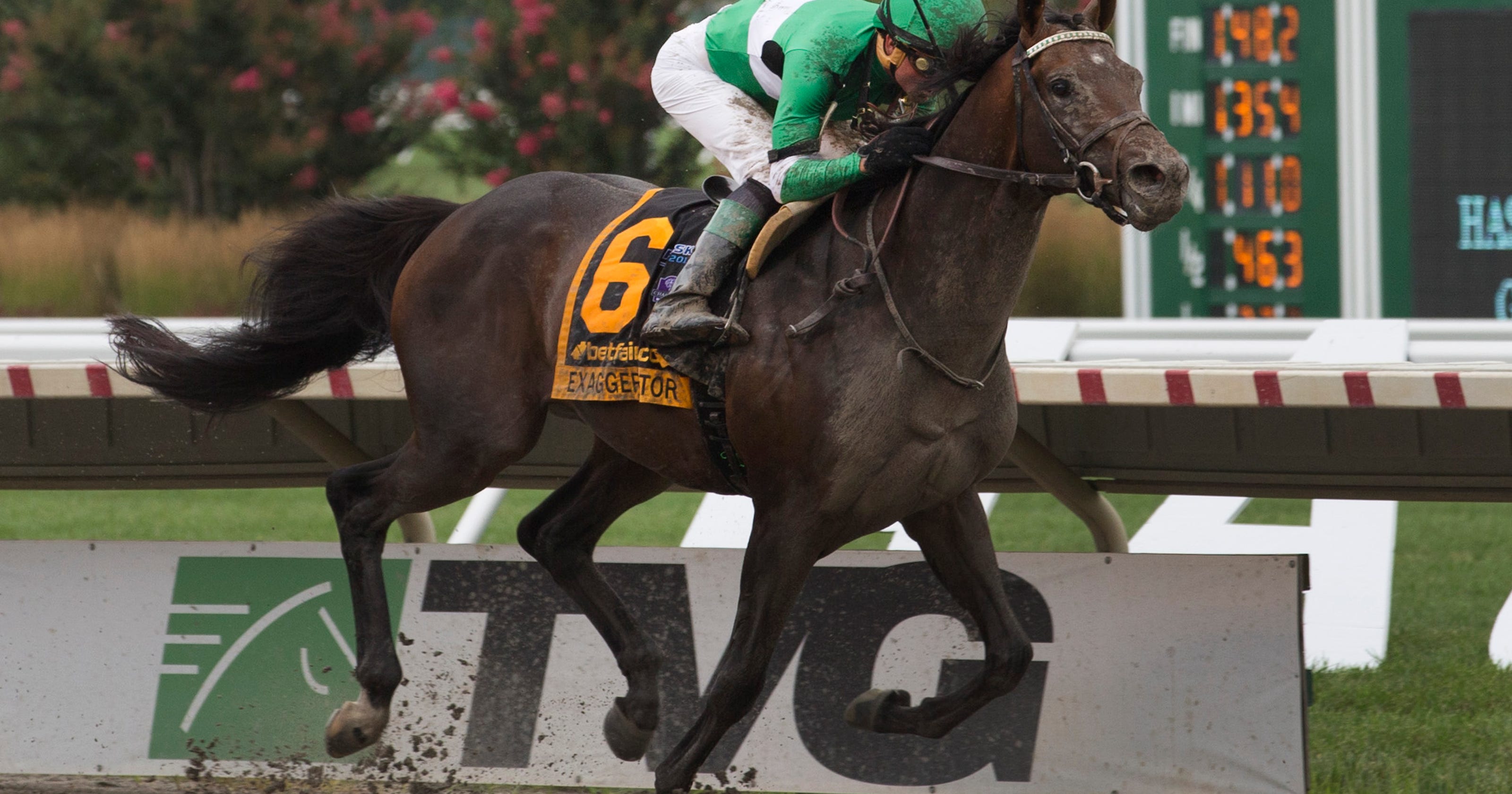 Exaggerator roars to win in Haskell Invitational