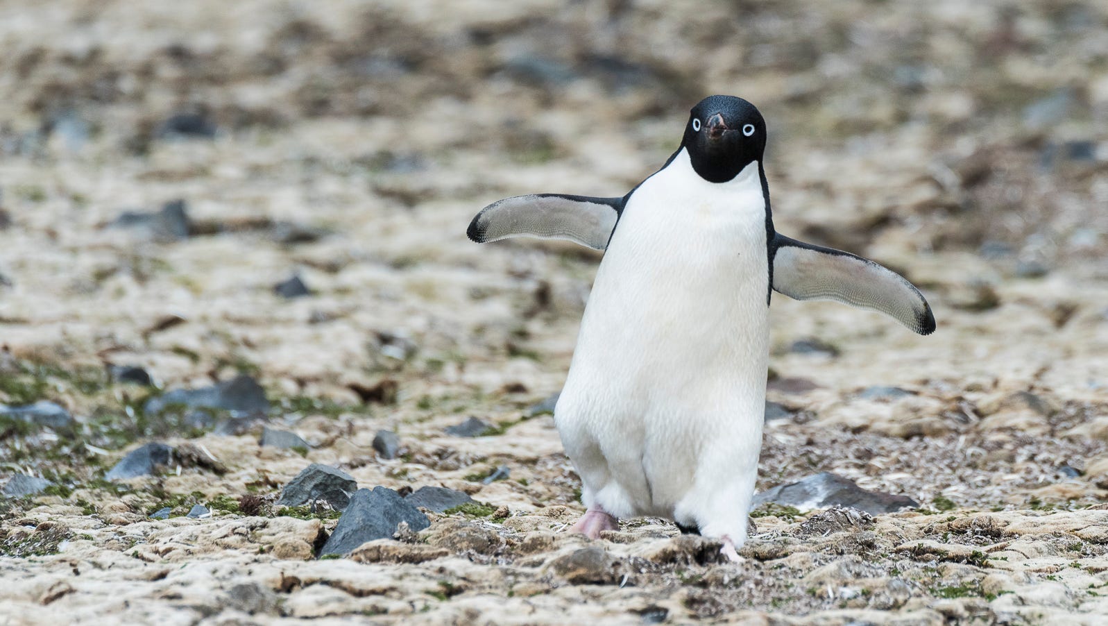 World's smallest penguins delight New Zealand visitors