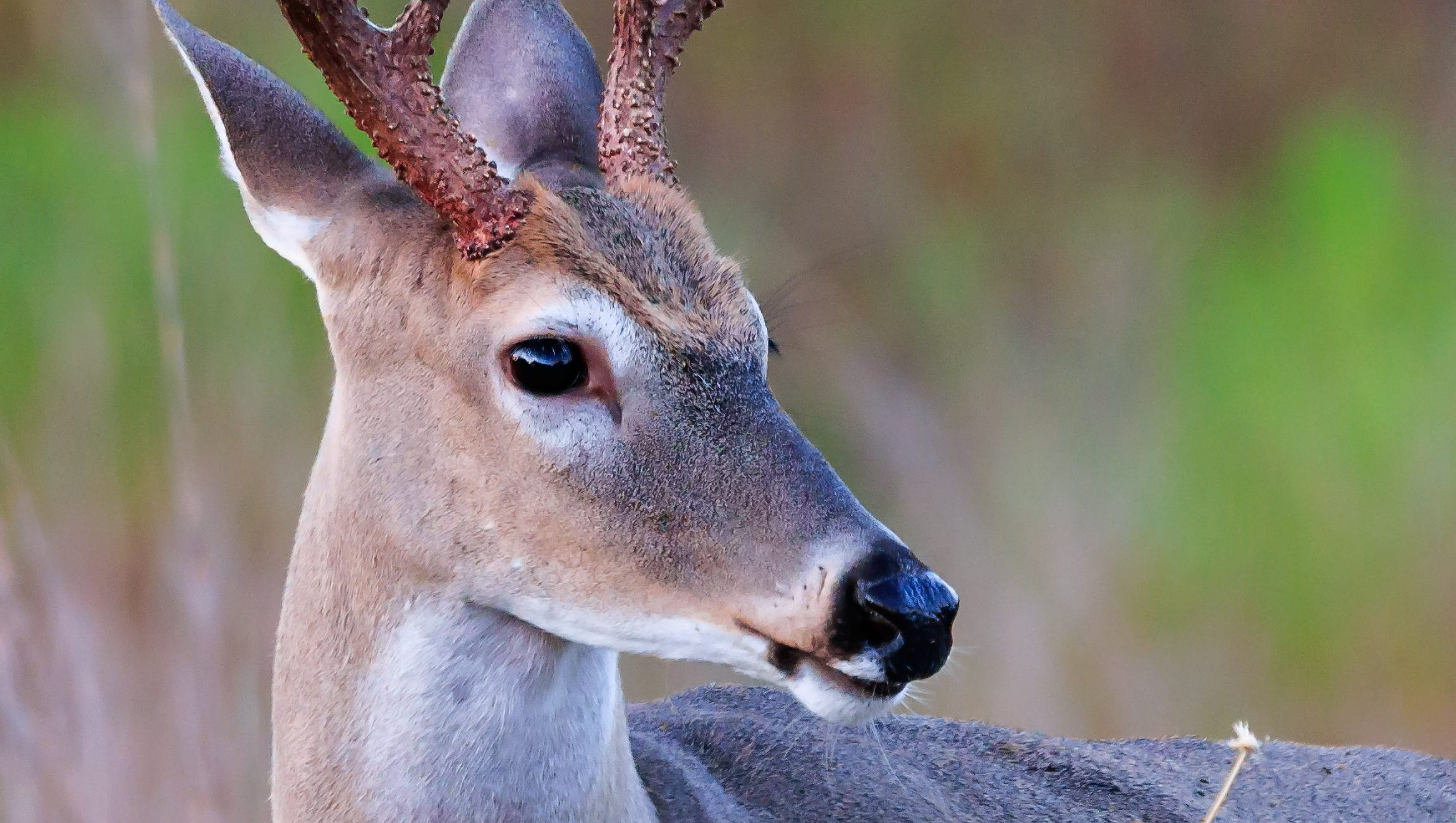 Tenn. hunters banned for life after killing 40 deer, taking graphic photos
