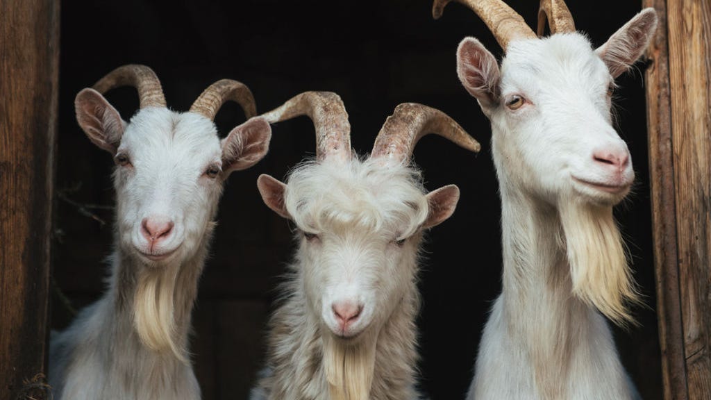 Goats dumped in El Paso desert were killed in animal sacrifice ritual