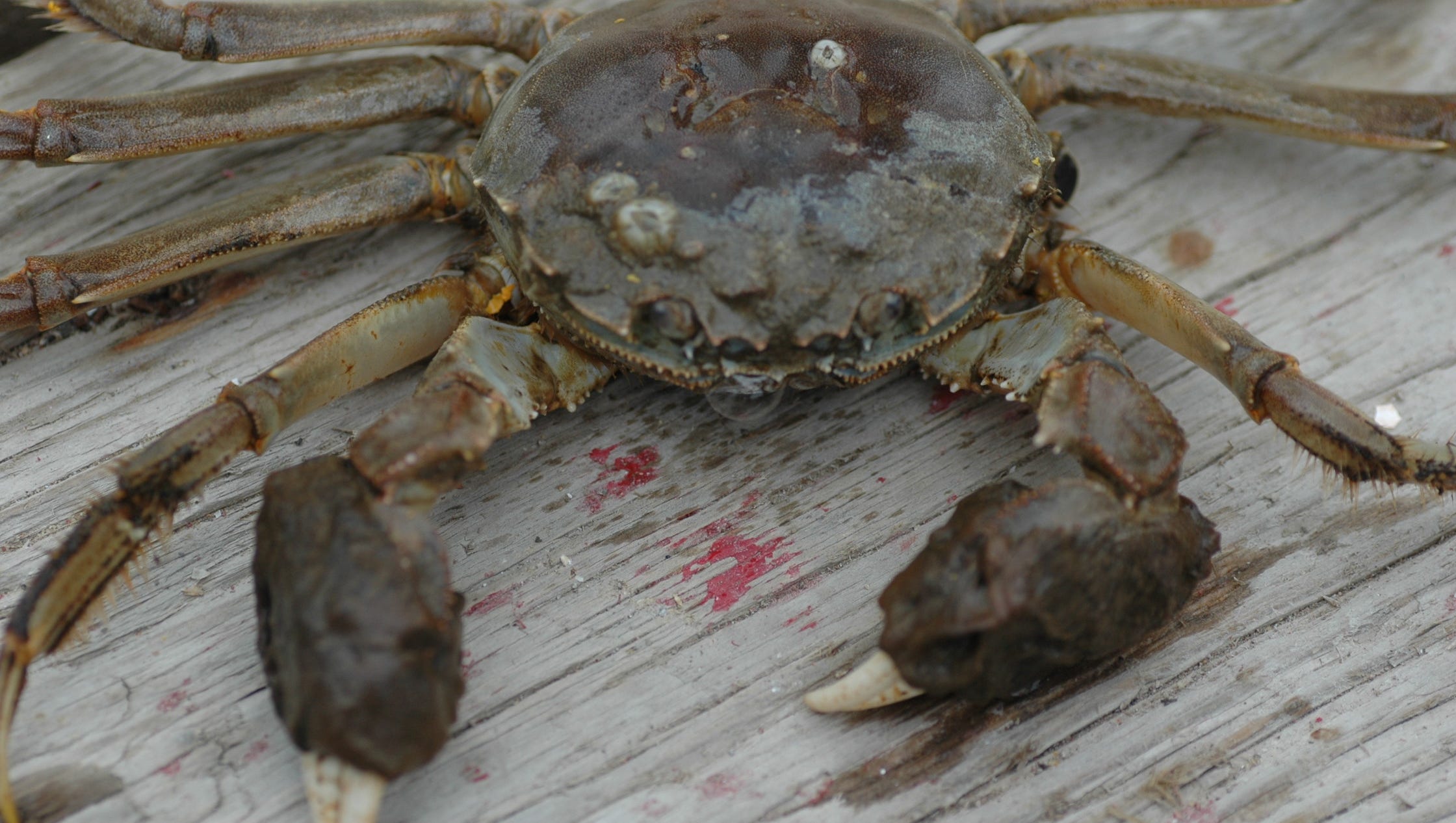 Look out for this invasive crab species
