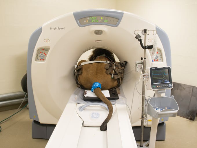 CAT scan of lion at Columbus zoo