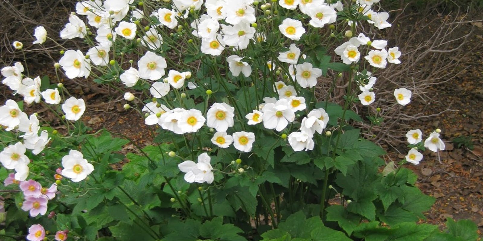 Master gardening: Plant your own Japanese anemone