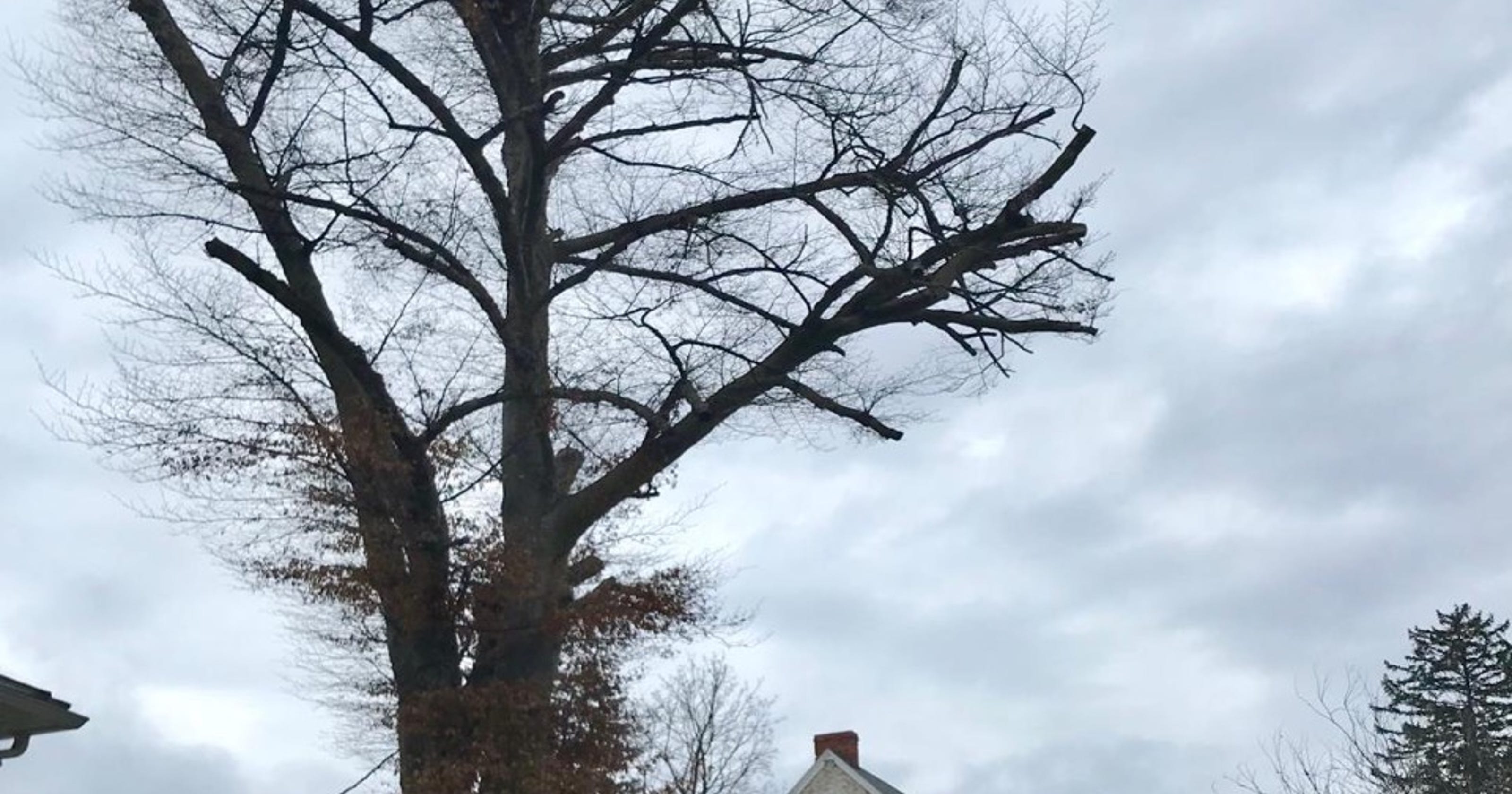 Topping trees: What it is and why you shouldn't do it