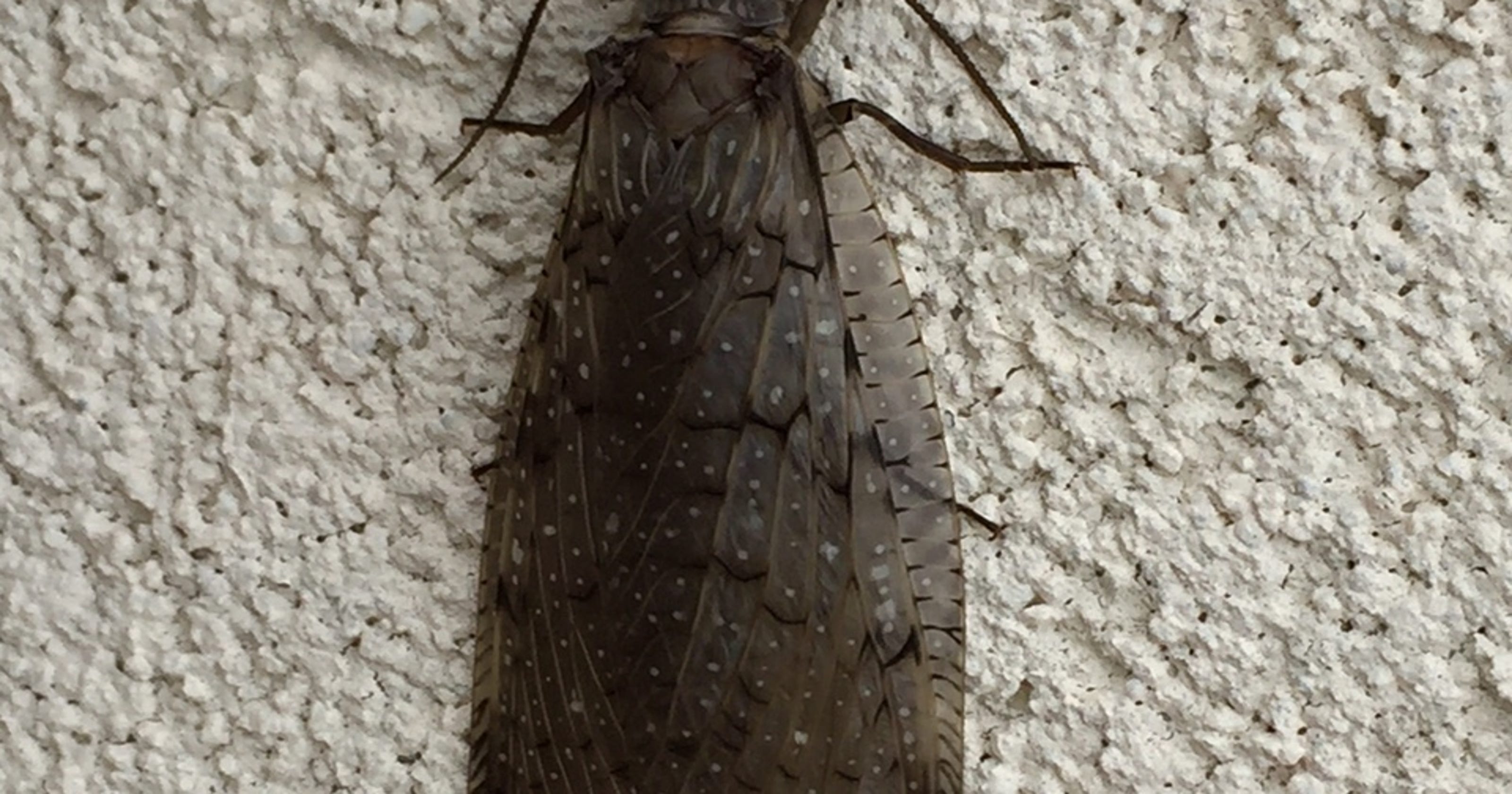 Understanding the dobsonfly, an uncommon aquatic insect